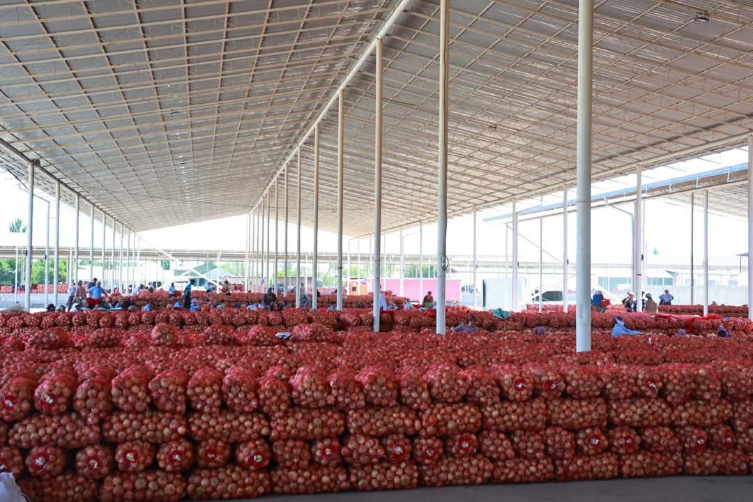 In Sogd, the volumes of storage and export of early onions are being ...