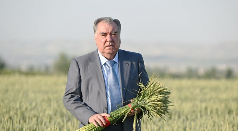 Emomali Rahmon got acquainted with the process of growing agricultural crops in Dangara district ...