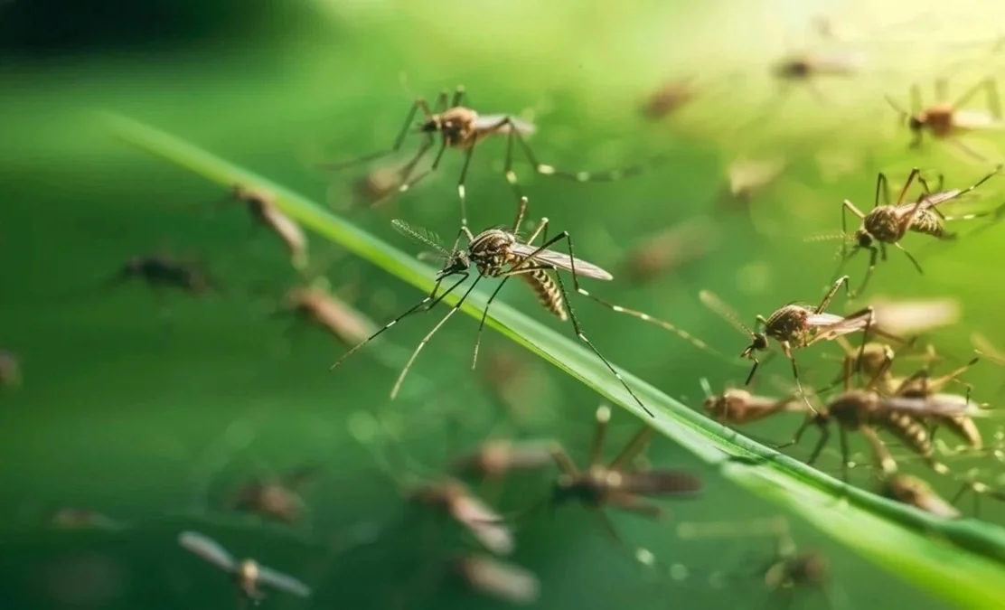 Mosquitoes have been discovered in Iceland for the first time in ...