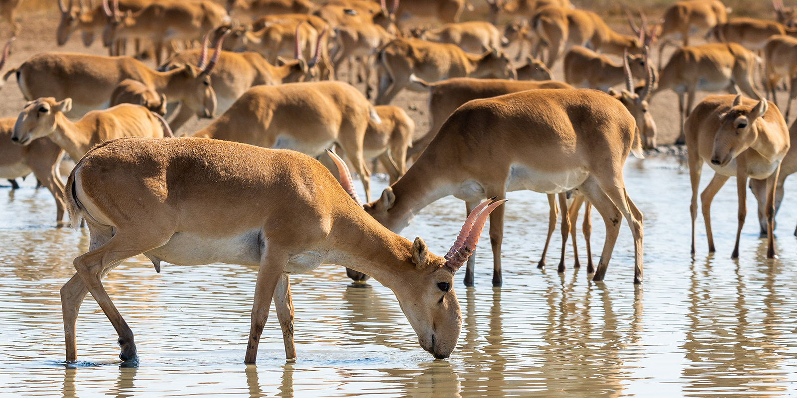 In Kazakhstan, nearly 200,000 saigas were slaughtered for meat ...