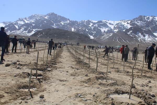 More than 200 hectares of forests will be restored in the Gorno ...